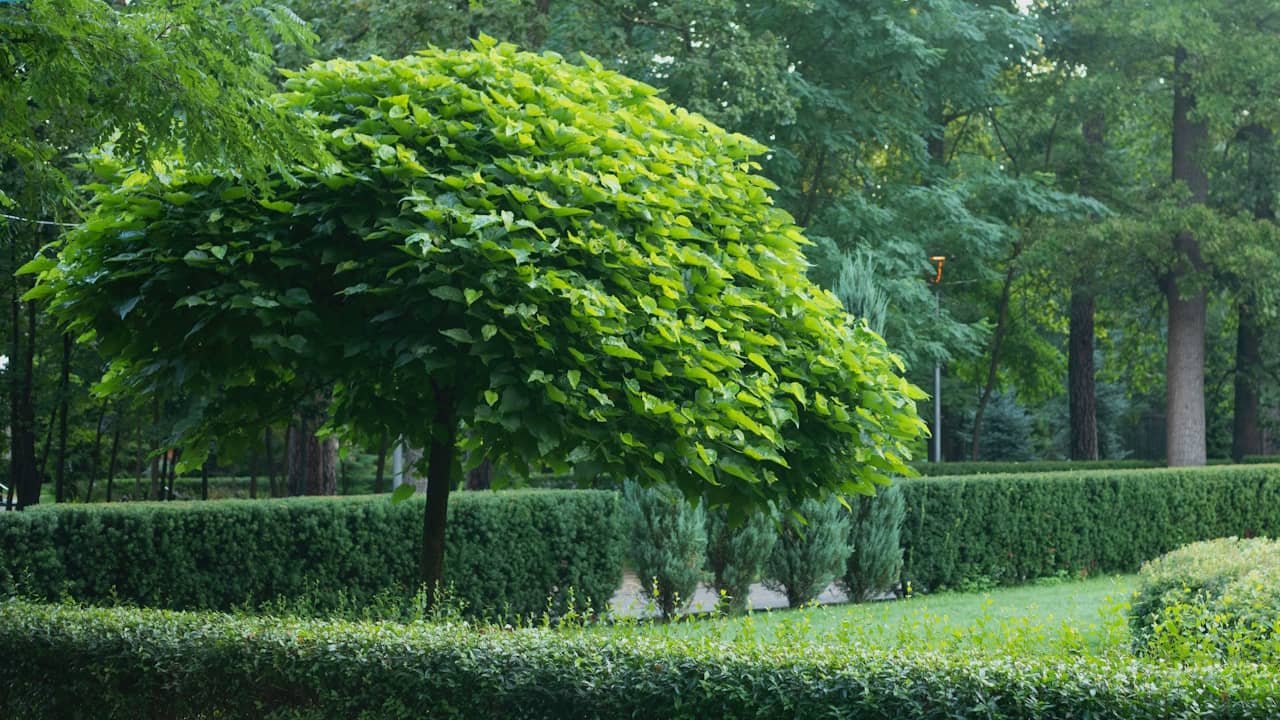 Árboles de hoja perenne y crecimiento rápido para tu jardín